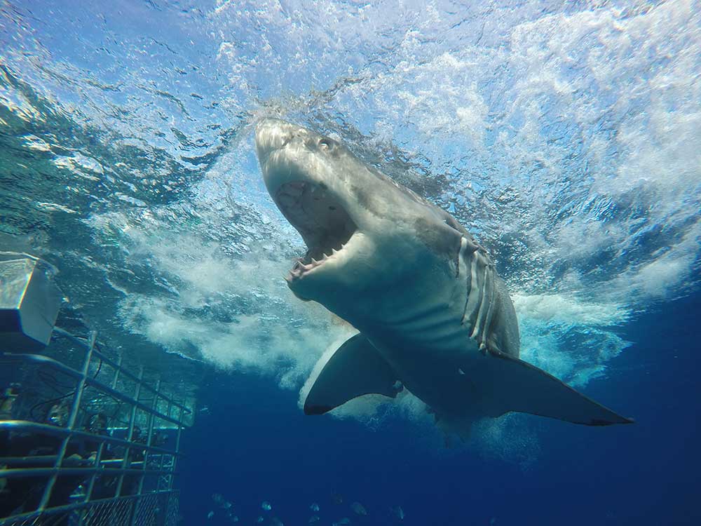 Shark Cage and Sea Lion Diving with Calypso Star Charters, Port Lincoln