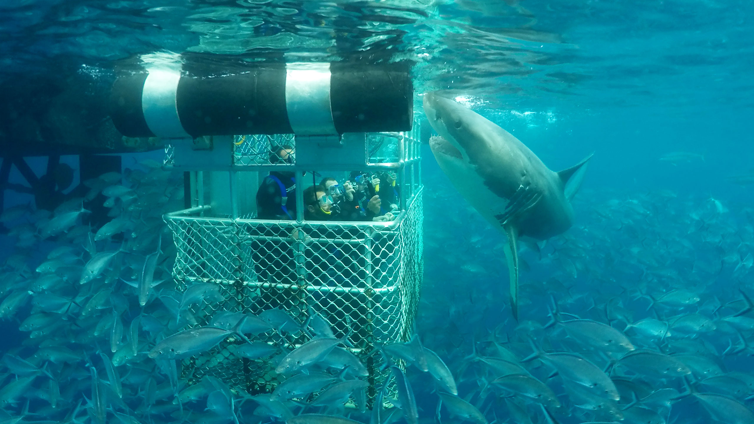 Shark Cage And Sea Lion Diving With Calypso Star Charters Port Lincoln
